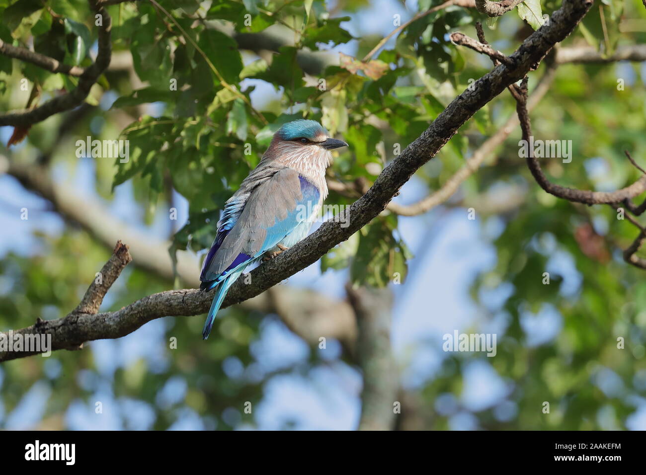 The Indian roller is a bird of the family Coraciidae, the rollers. It ...