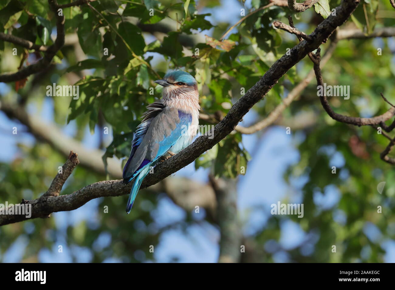 Indian roller bird hi-res stock photography and images - Alamy