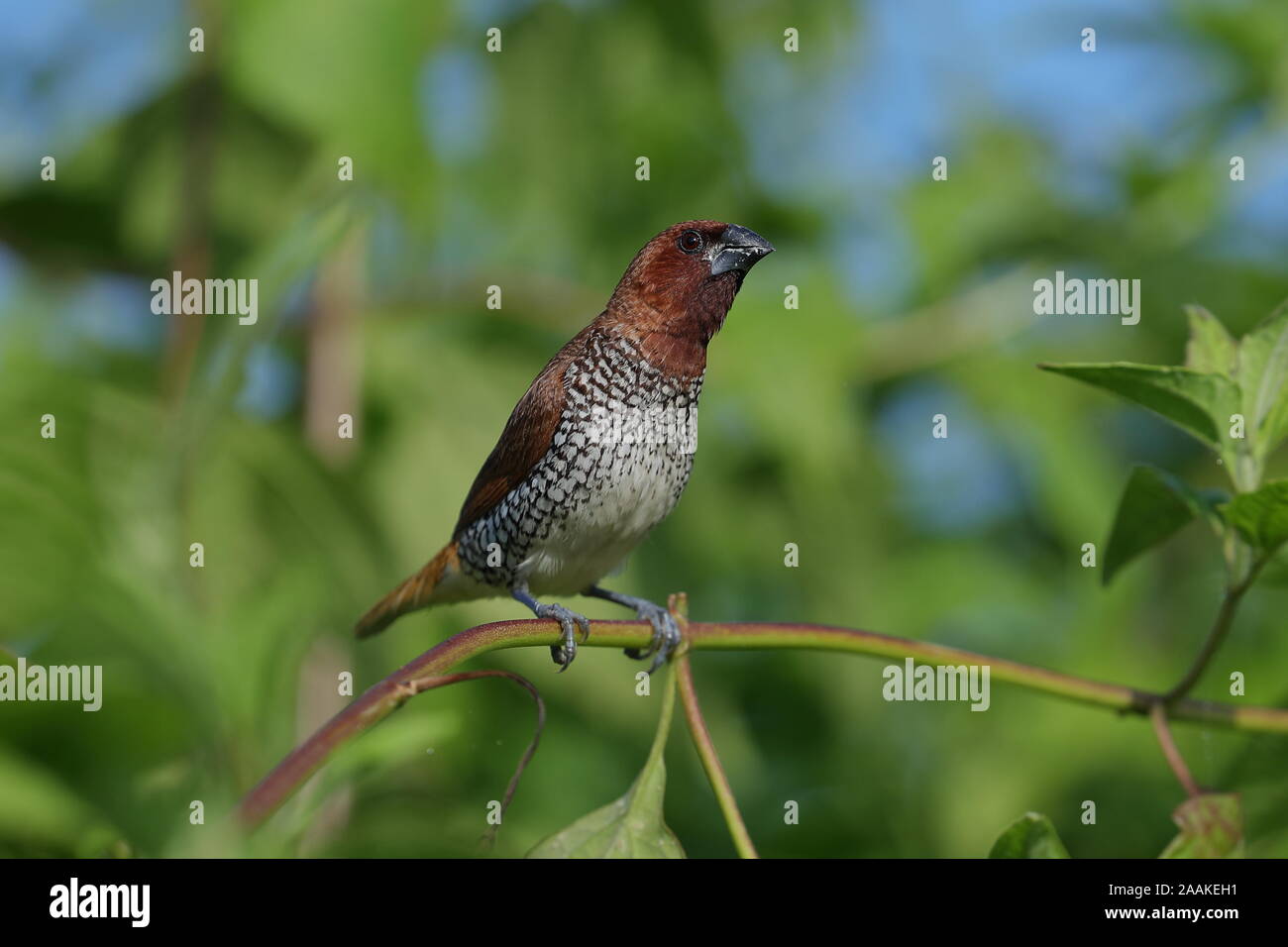 The scaly-breasted munia or spotted munia, known in the pet trade as ...