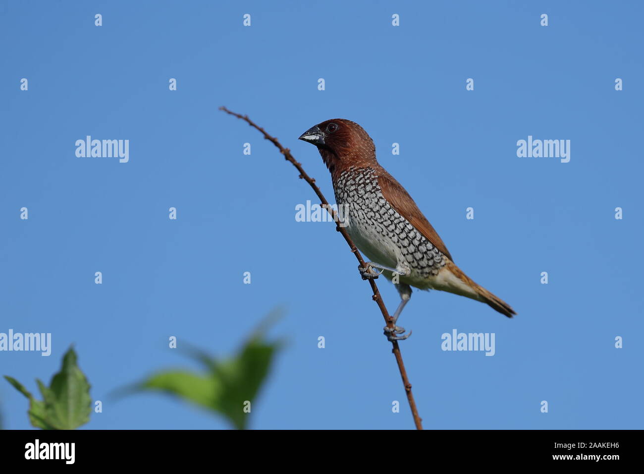 The scaly-breasted munia or spotted munia, known in the pet trade as ...
