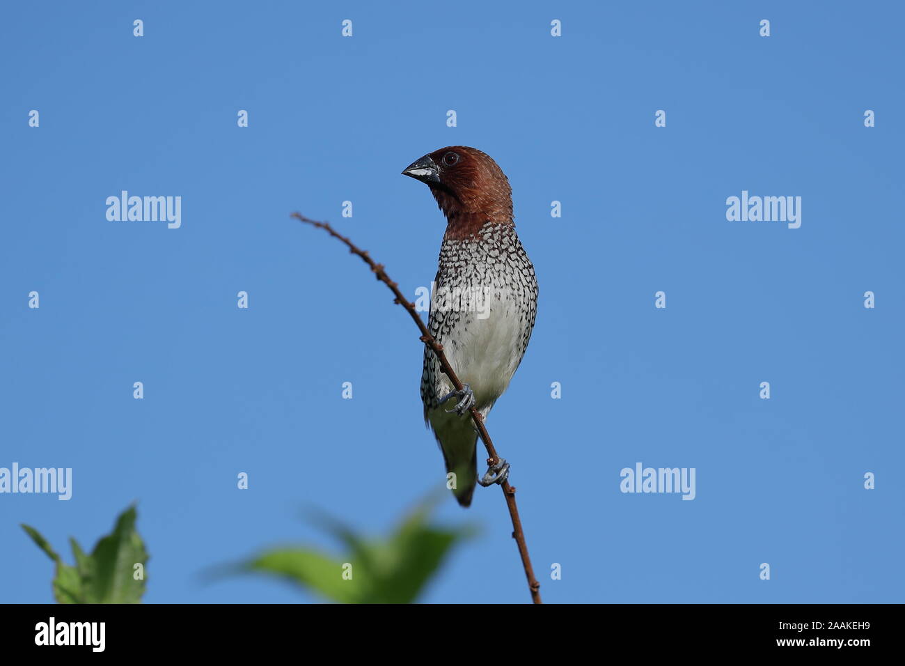 The scaly-breasted munia or spotted munia, known in the pet trade as ...