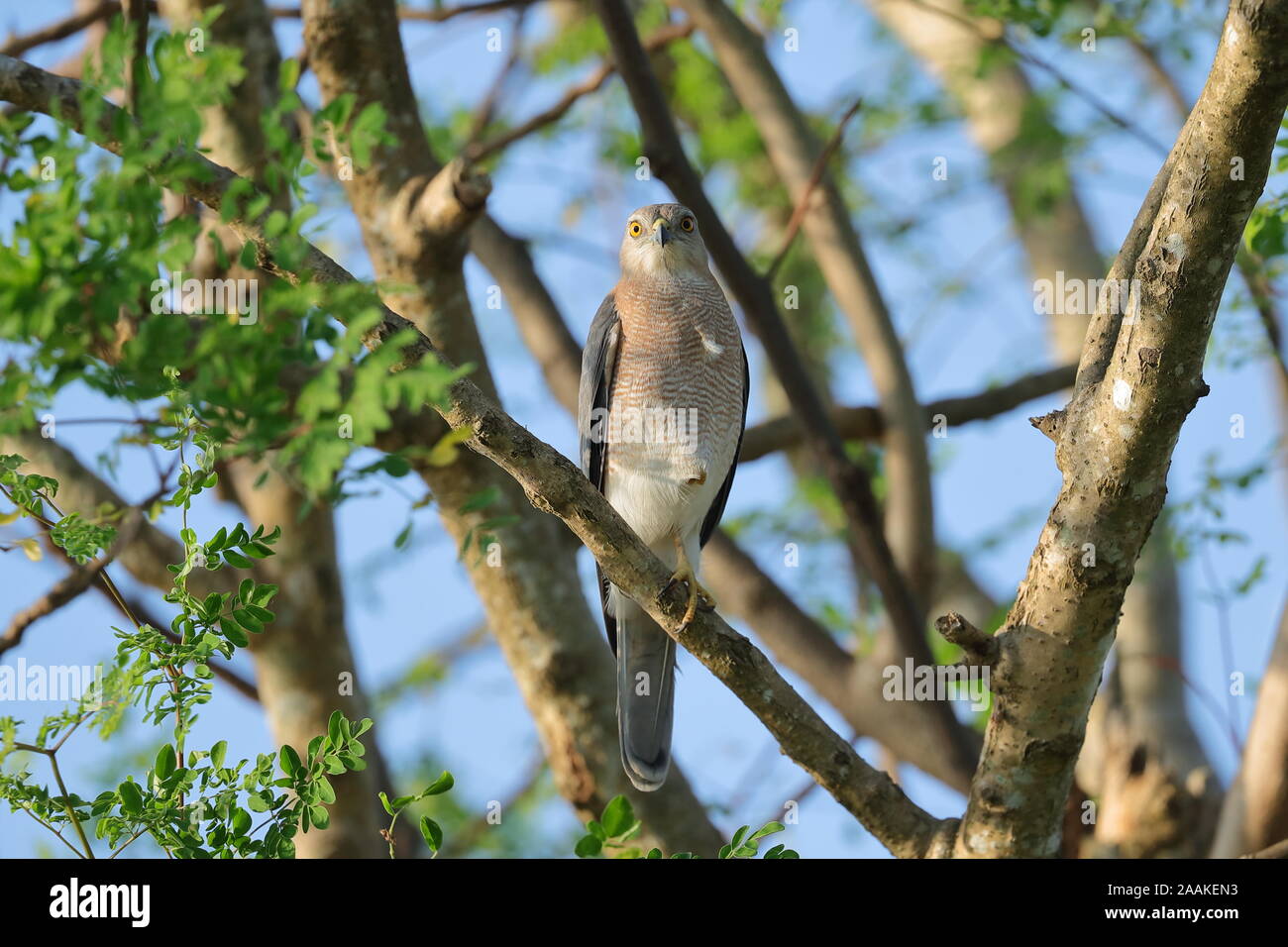 Banded Goshawk High Resolution Stock Photography and Images - Alamy