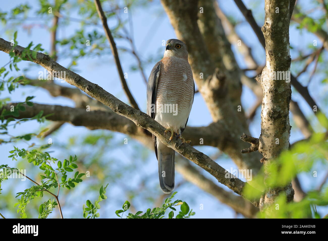 Banded Goshawk High Resolution Stock Photography and Images - Alamy