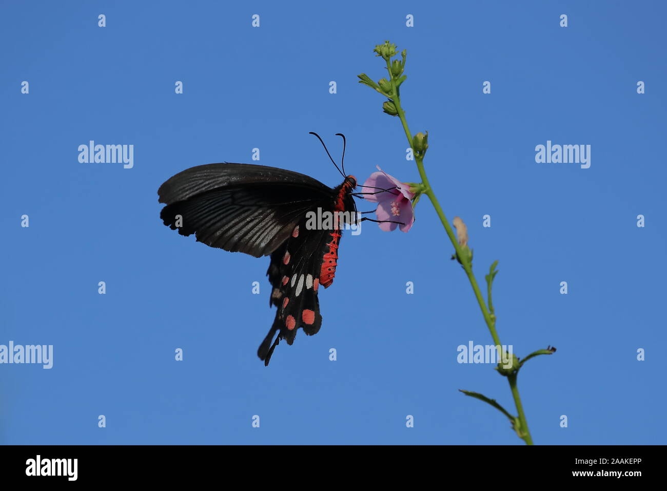 Pachliopta aristolochiae, the common rose, is a swallowtail butterfly ...