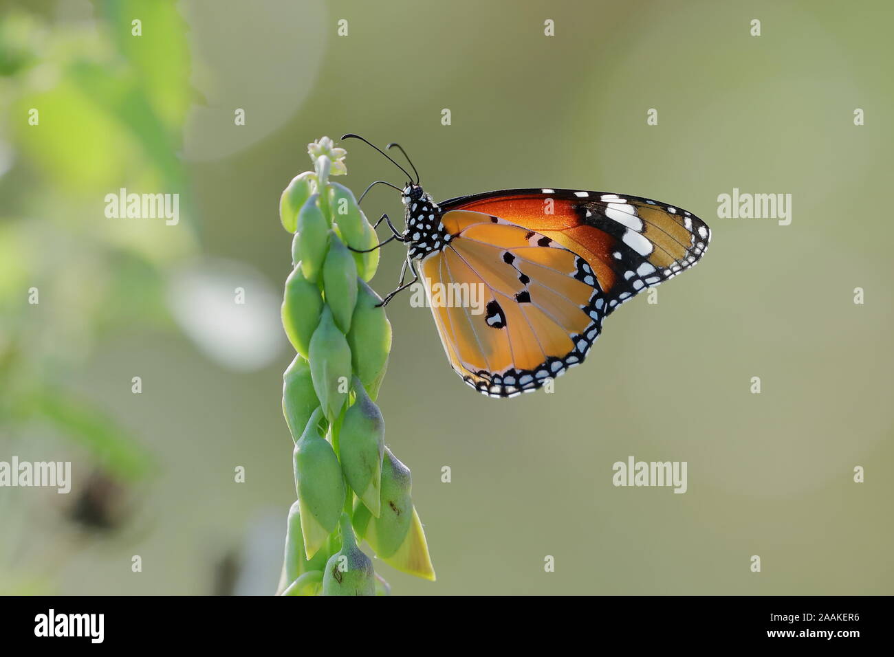 Danaus chrysippus, also known as the plain tiger or African queen, is a ...