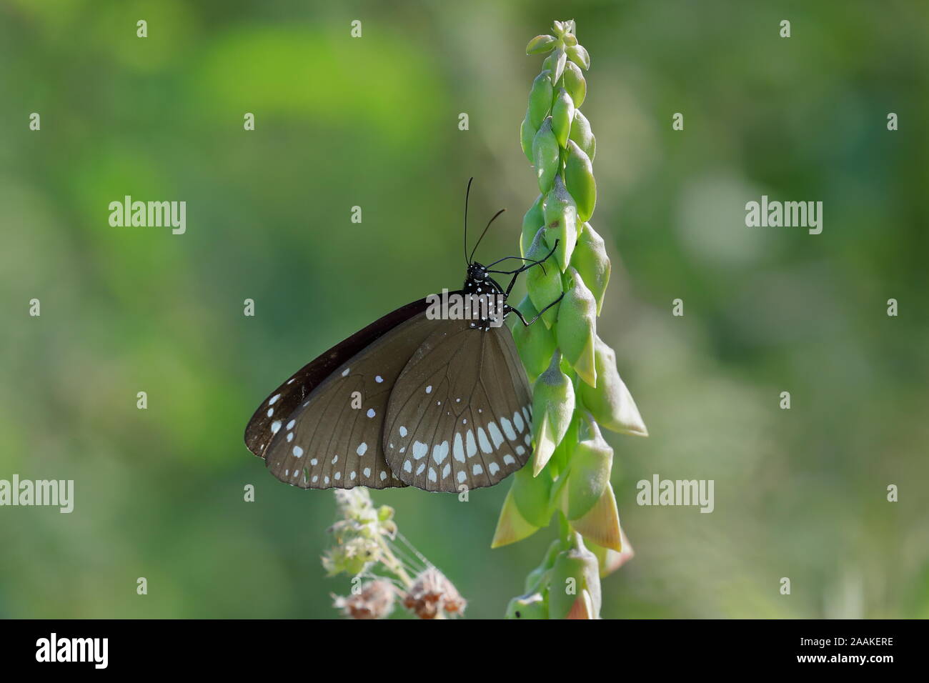 Common indian crow euploea core hi-res stock photography and images - Alamy