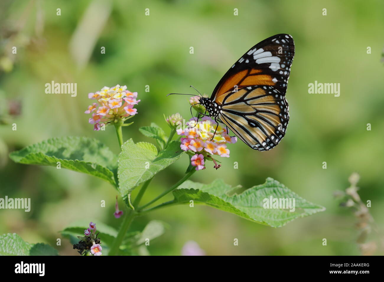 Butterflies of india hi-res stock photography and images - Alamy
