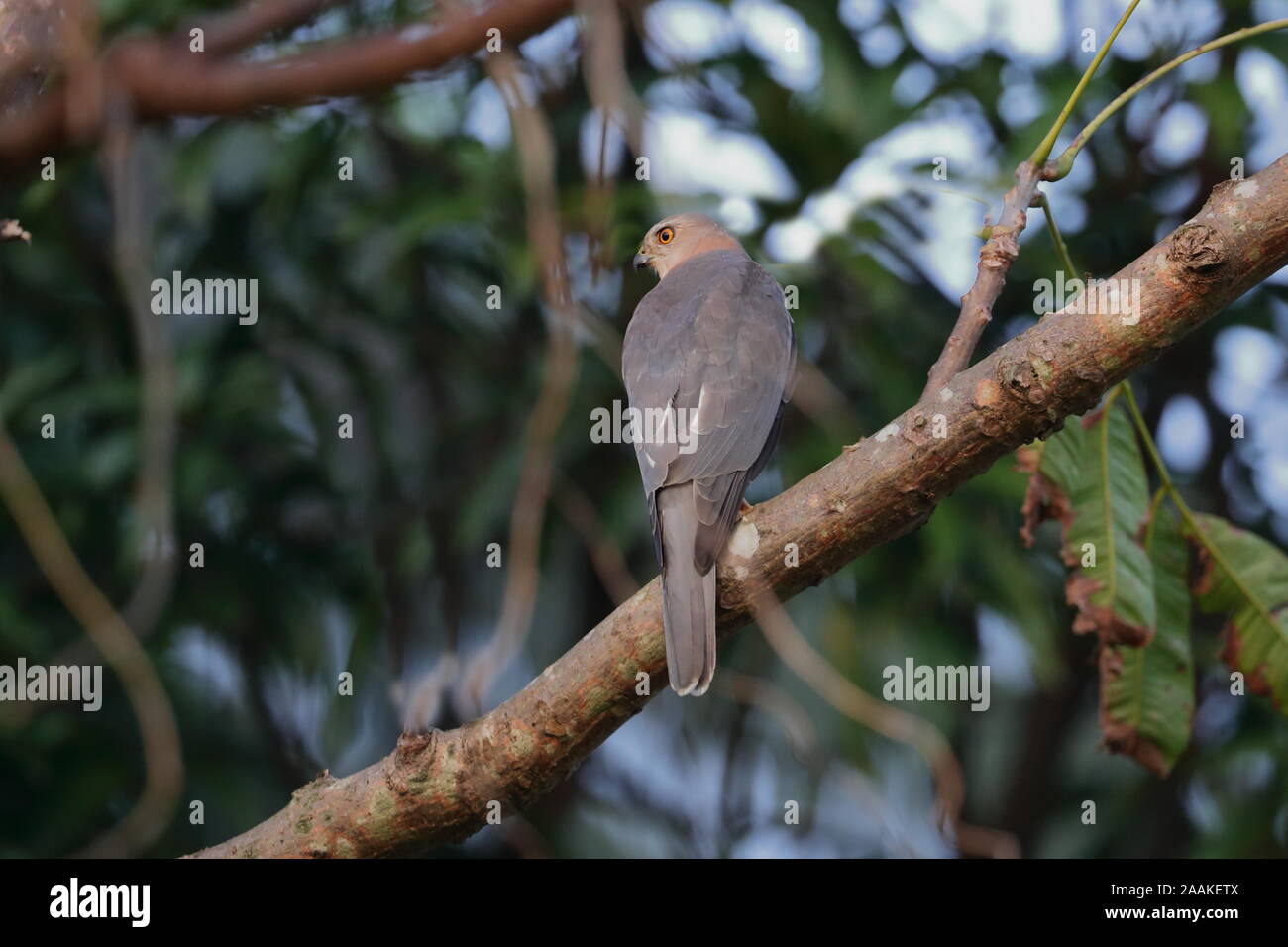 Banded Goshawk High Resolution Stock Photography and Images - Alamy