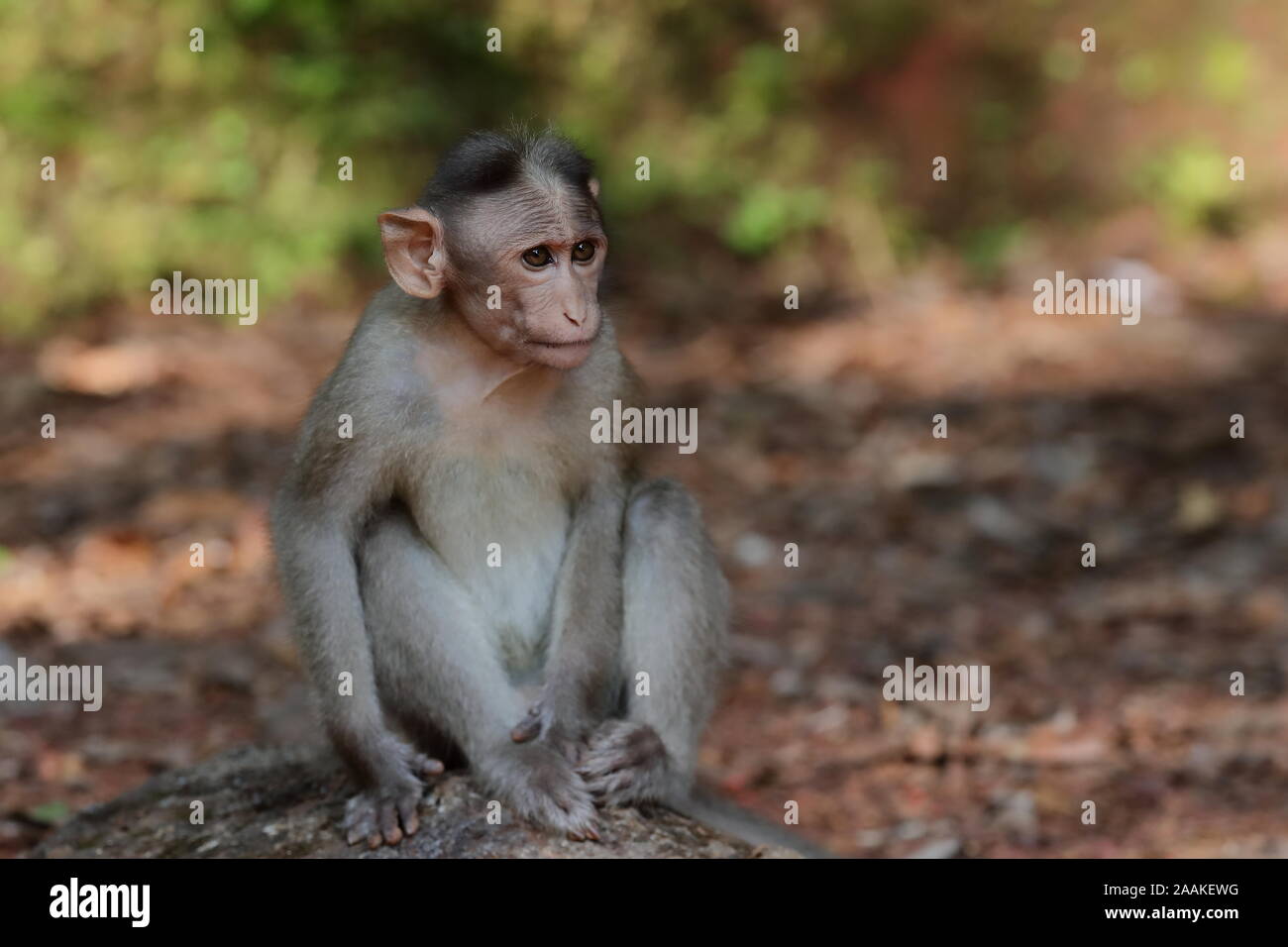 Bonnet macaque baby hi-res stock photography and images - Alamy