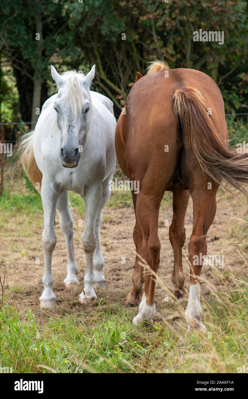 Zwei Pferde auf der Weide Stock Photo - Alamy