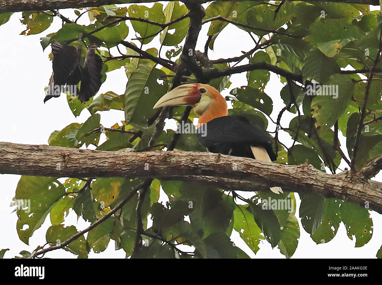 Papuan Hornbill (Rhyticeros plicatus) adult male perched on branch Fly ...