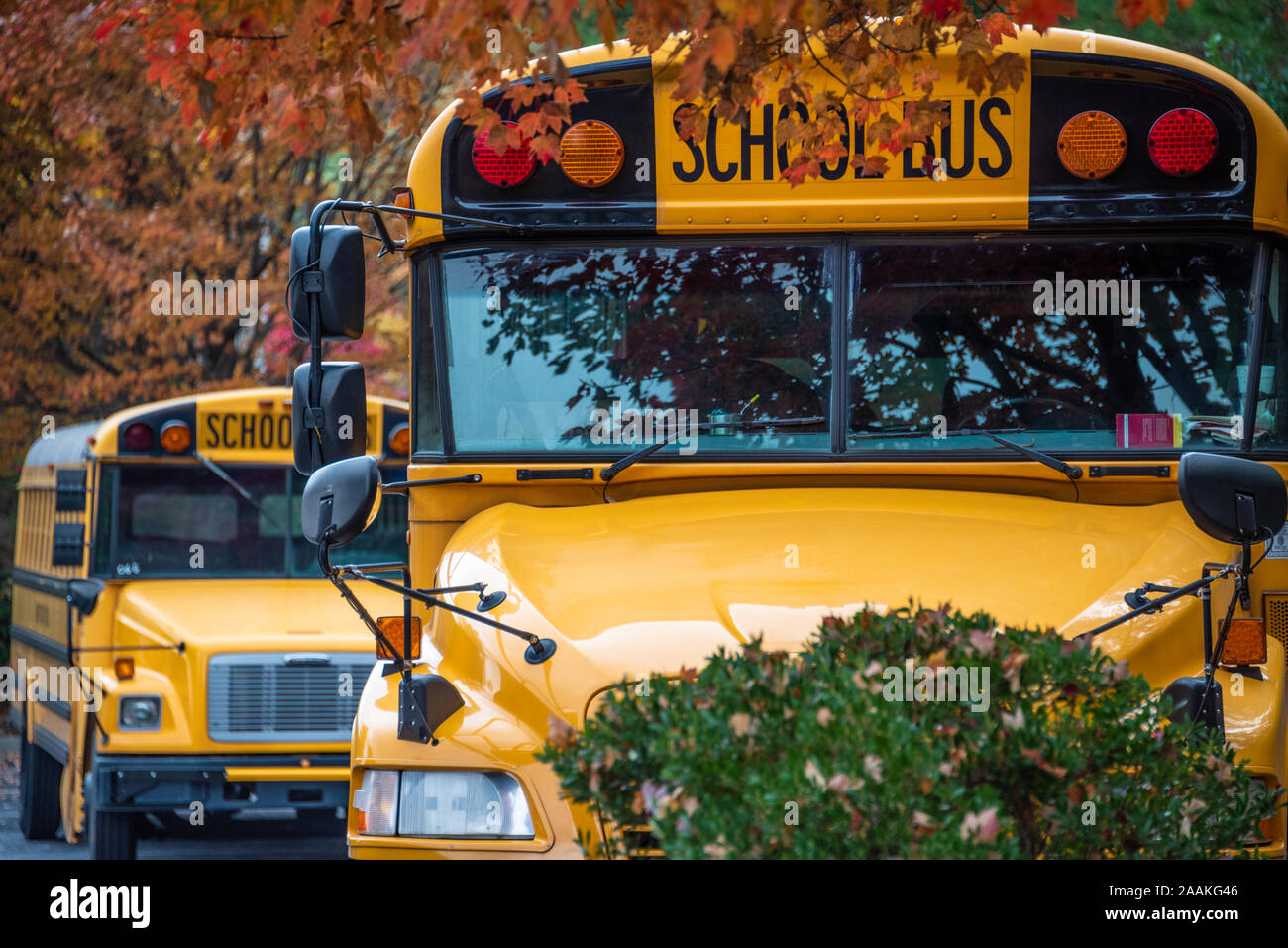 Yellow school buses in autumn. (USA Stock Photo - Alamy