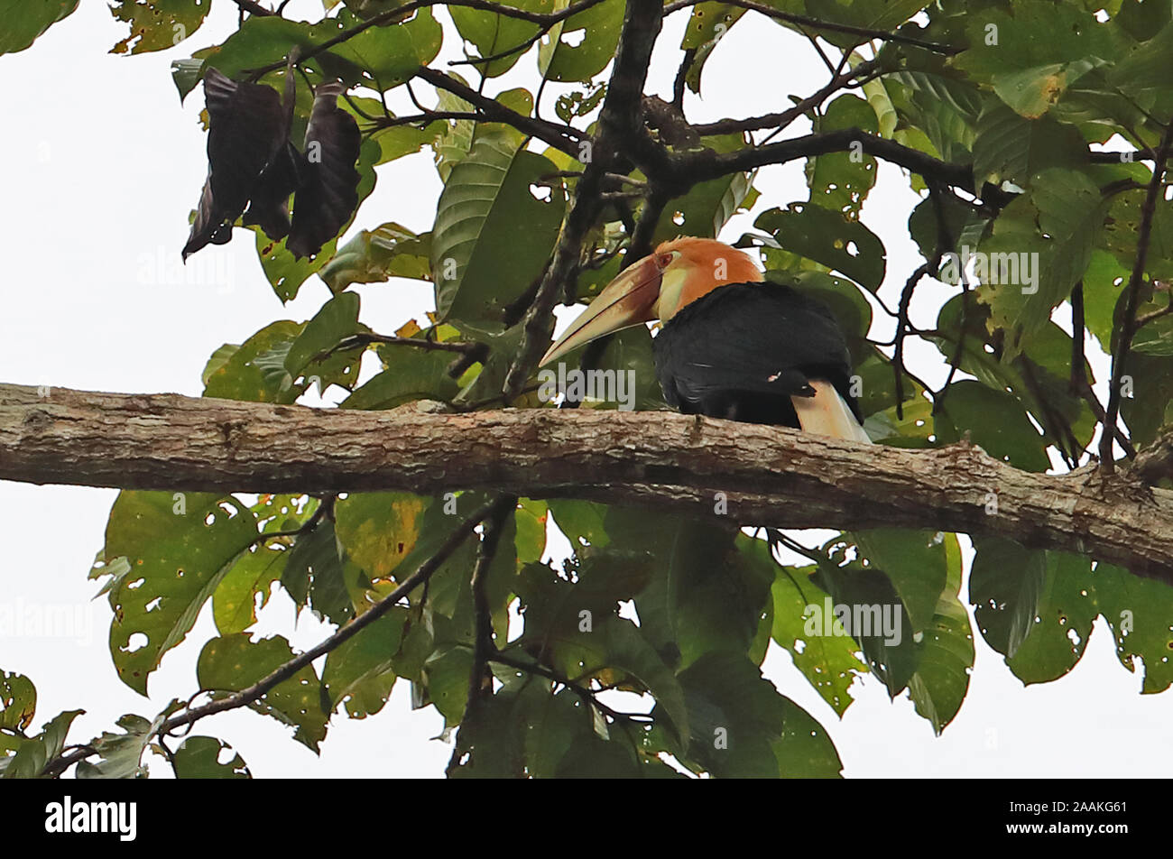 Papuan Hornbill (Rhyticeros plicatus) adult male perched on branch Fly ...