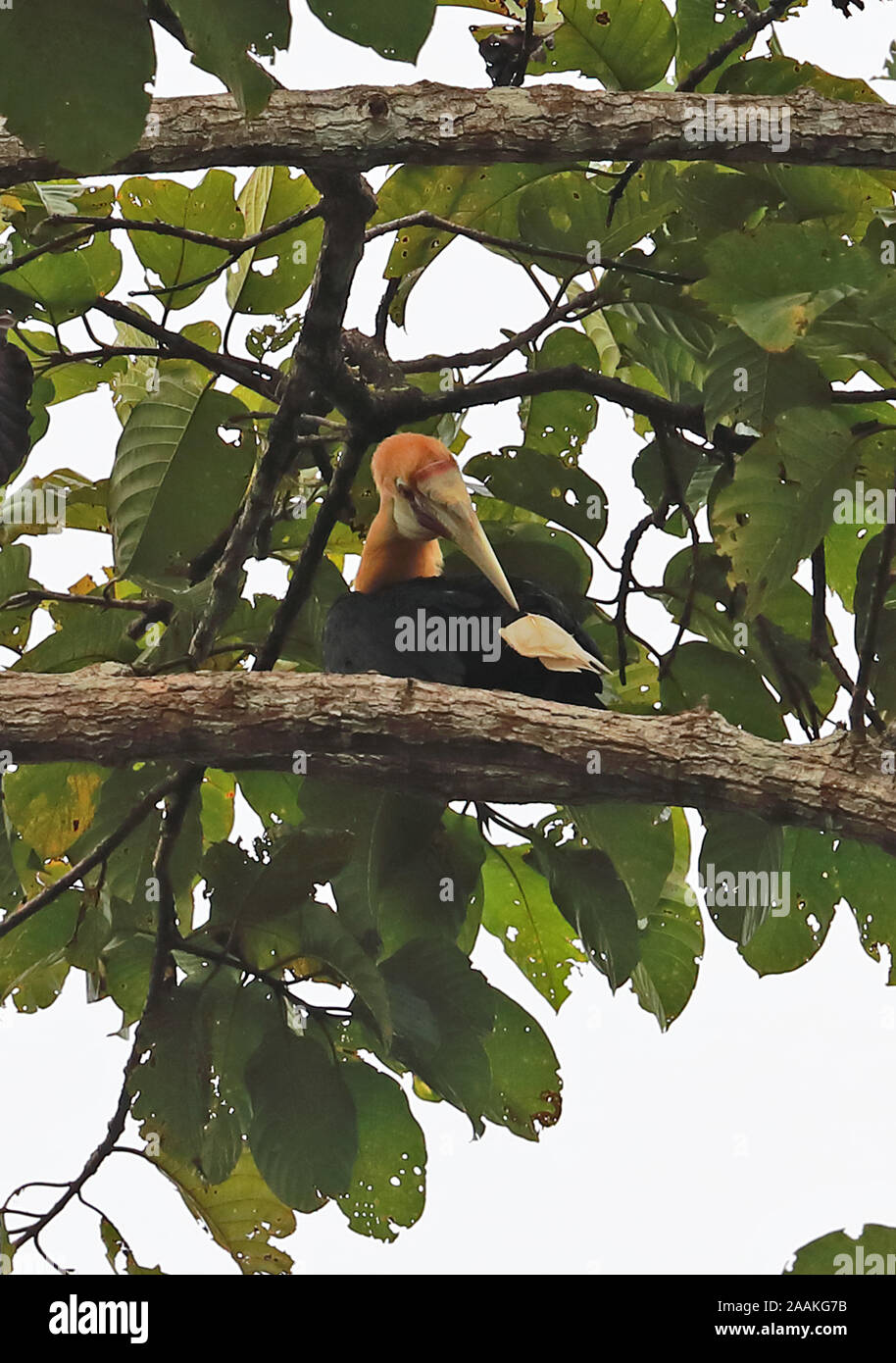 Papuan Hornbill (Rhyticeros plicatus) adult male perched on branch ...