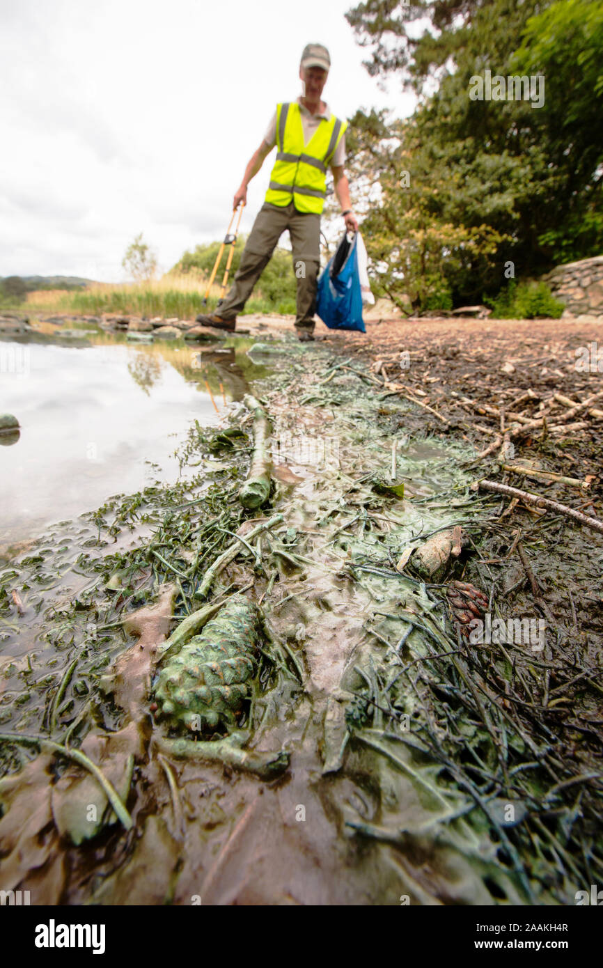 Blue Green algae on the shores of Lake Windermere in the Lake District ...