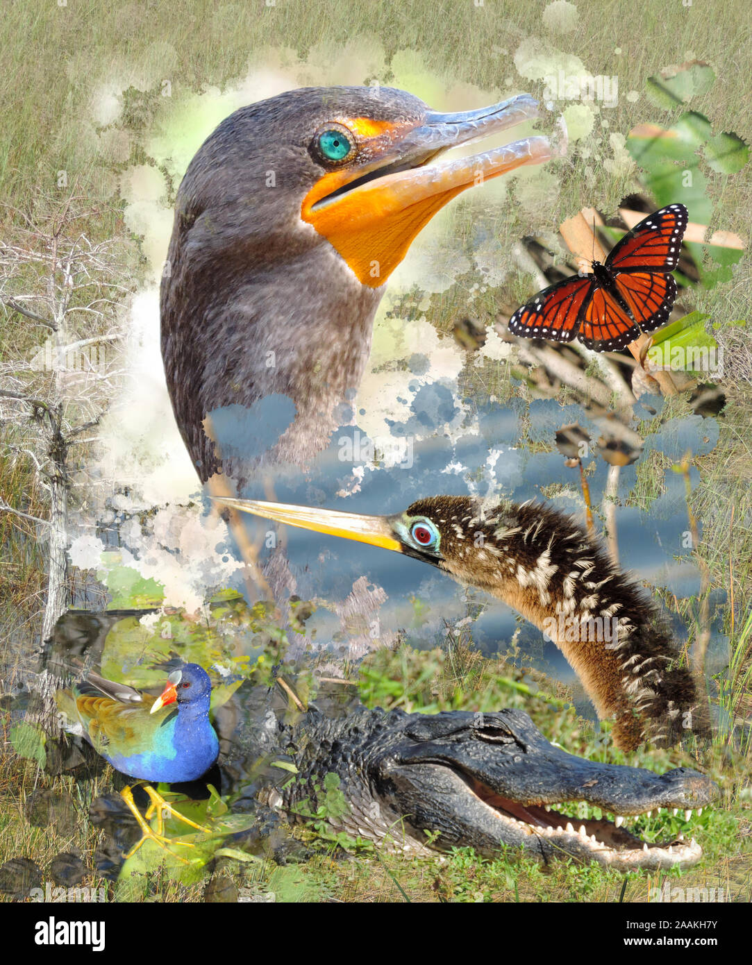 Wildlife of the Everglades National Park - Image-Montage of Birds ...