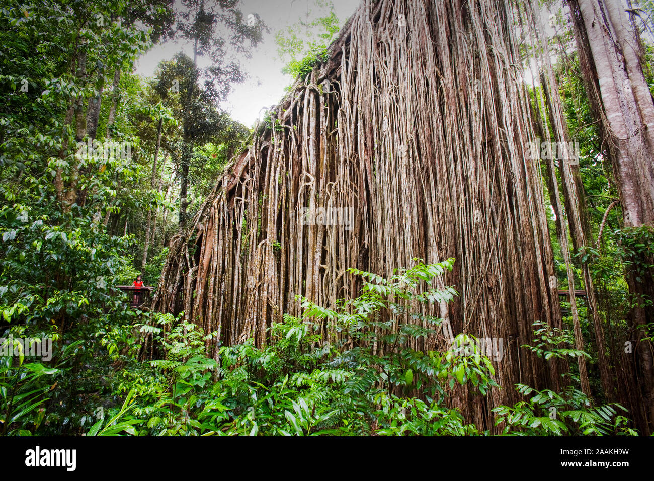 The Curtain Fig Tree, a massive Green Fig Tree (Ficus virens) on the ...