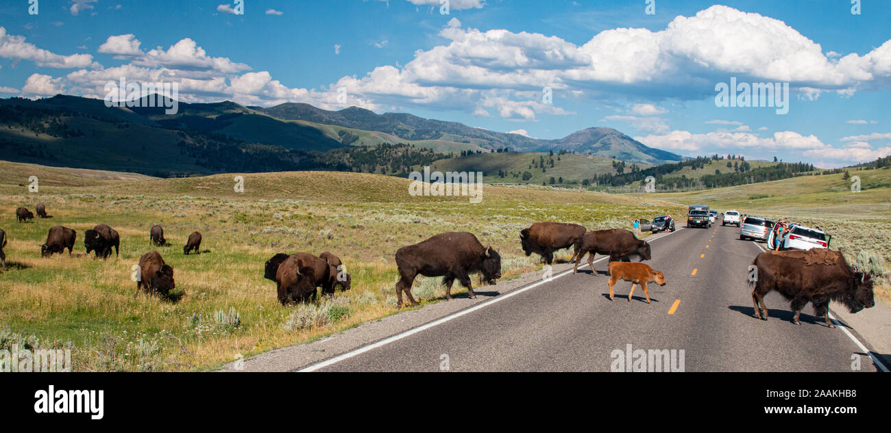 Yellowstone buffalo august hi-res stock photography and images - Alamy