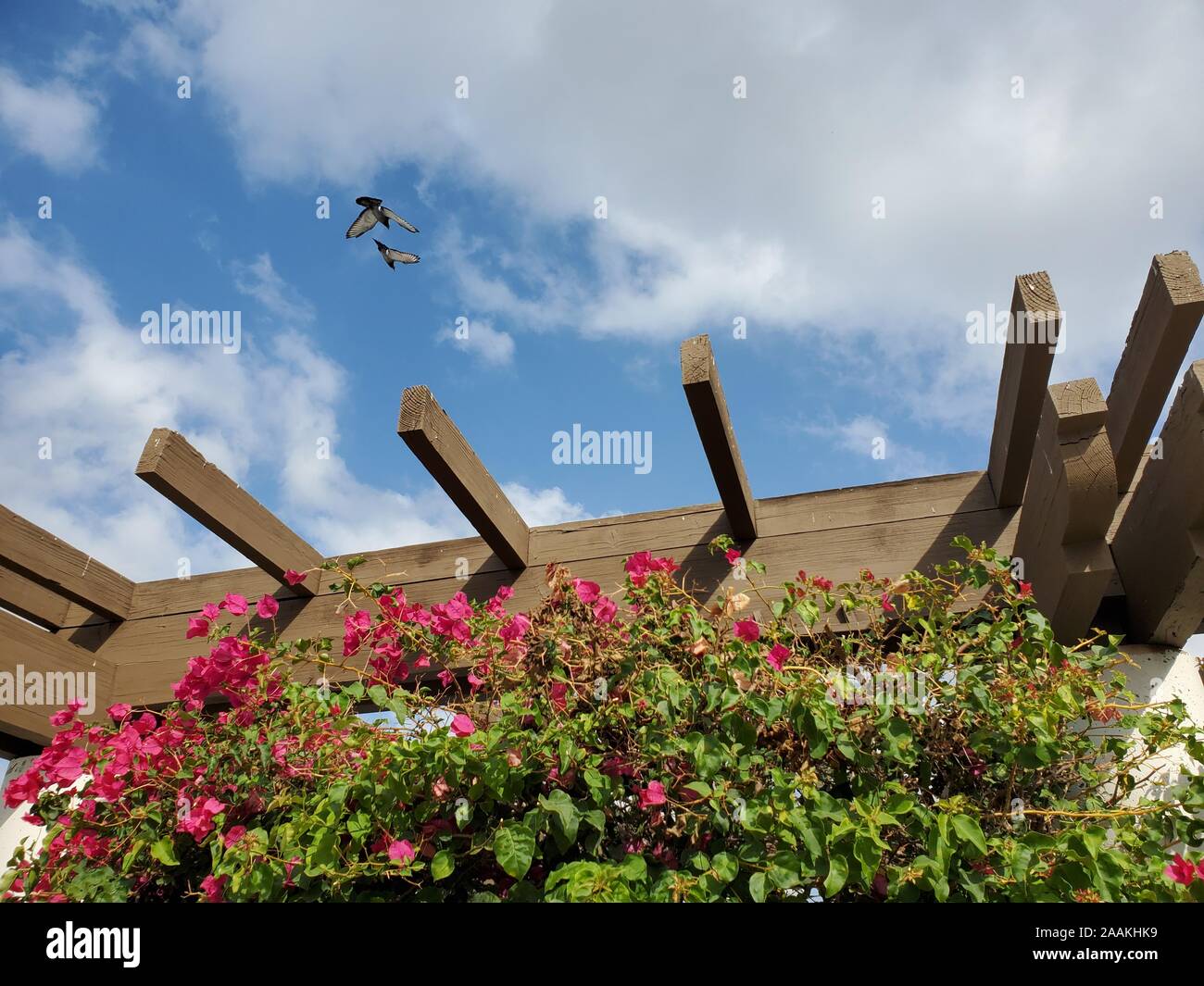 Blue trellis hi-res stock photography and images - Alamy