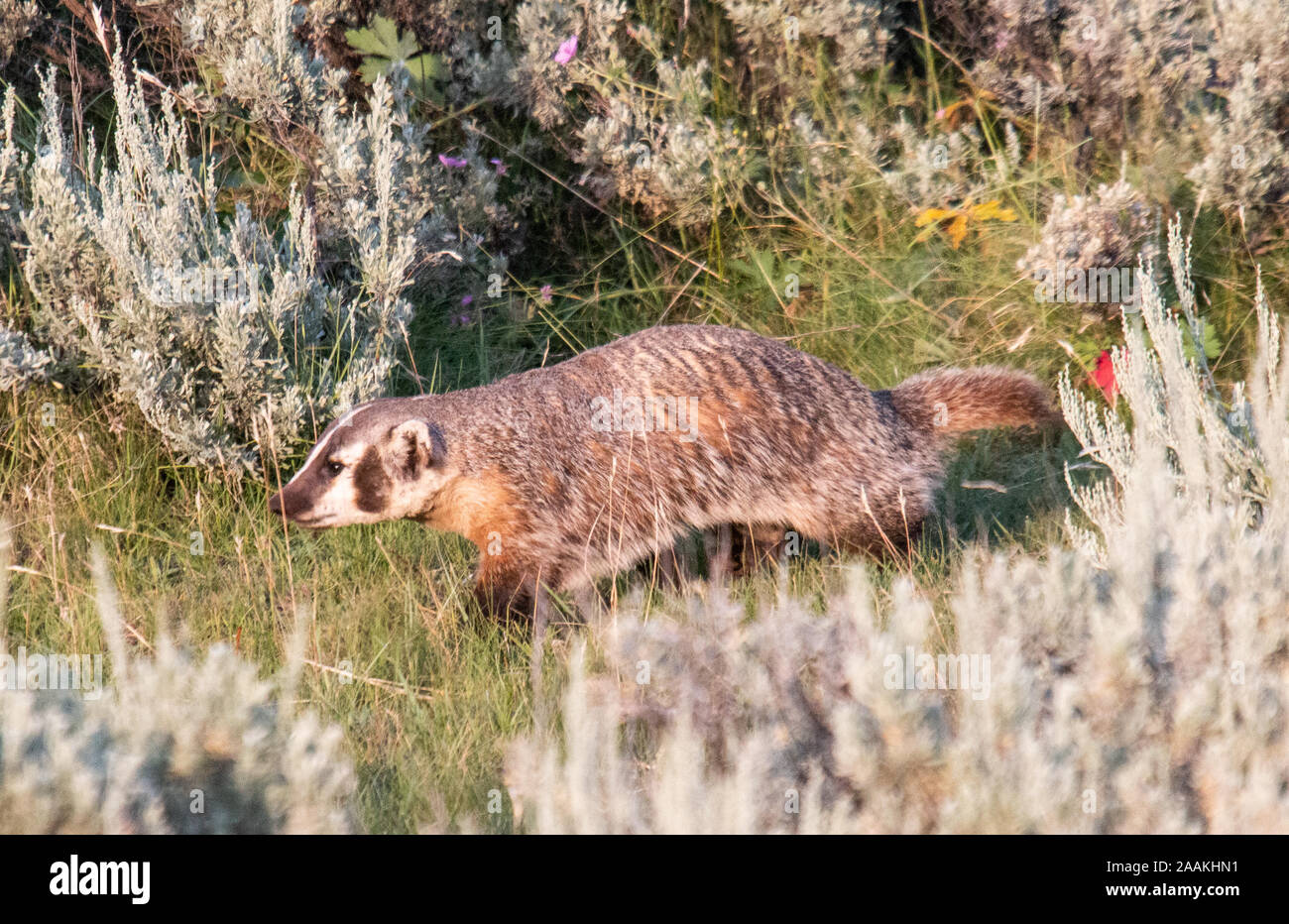 American Badger in Lamar Valley on the Trail at Dusk Stock Photo - Alamy