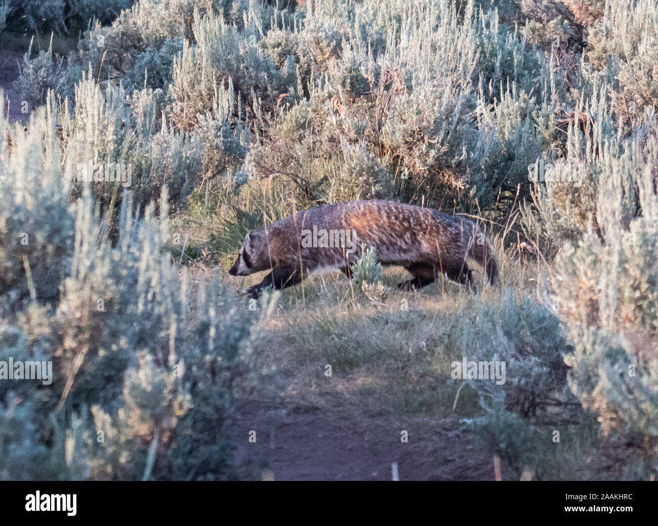 American badger hunting hi-res stock photography and images - Alamy
