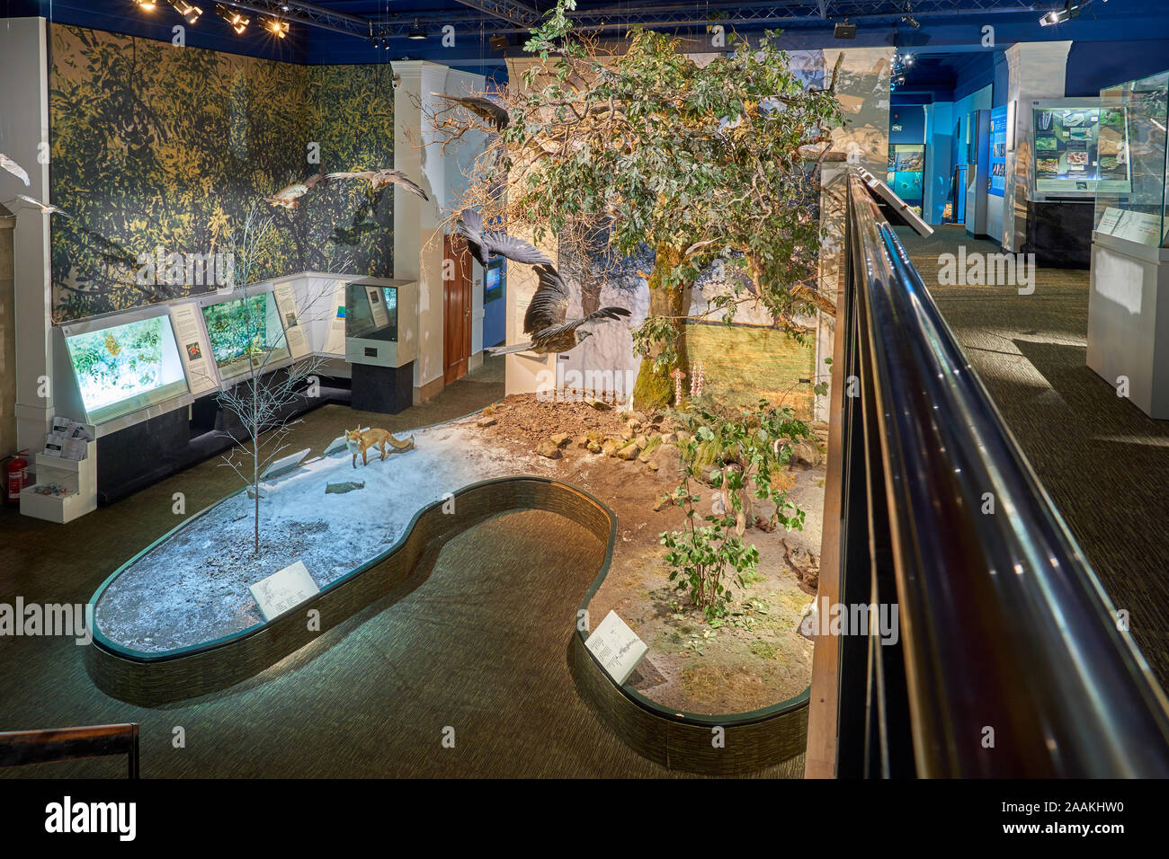 Natural History display at The National Museum, Cardiff, South Wales ...