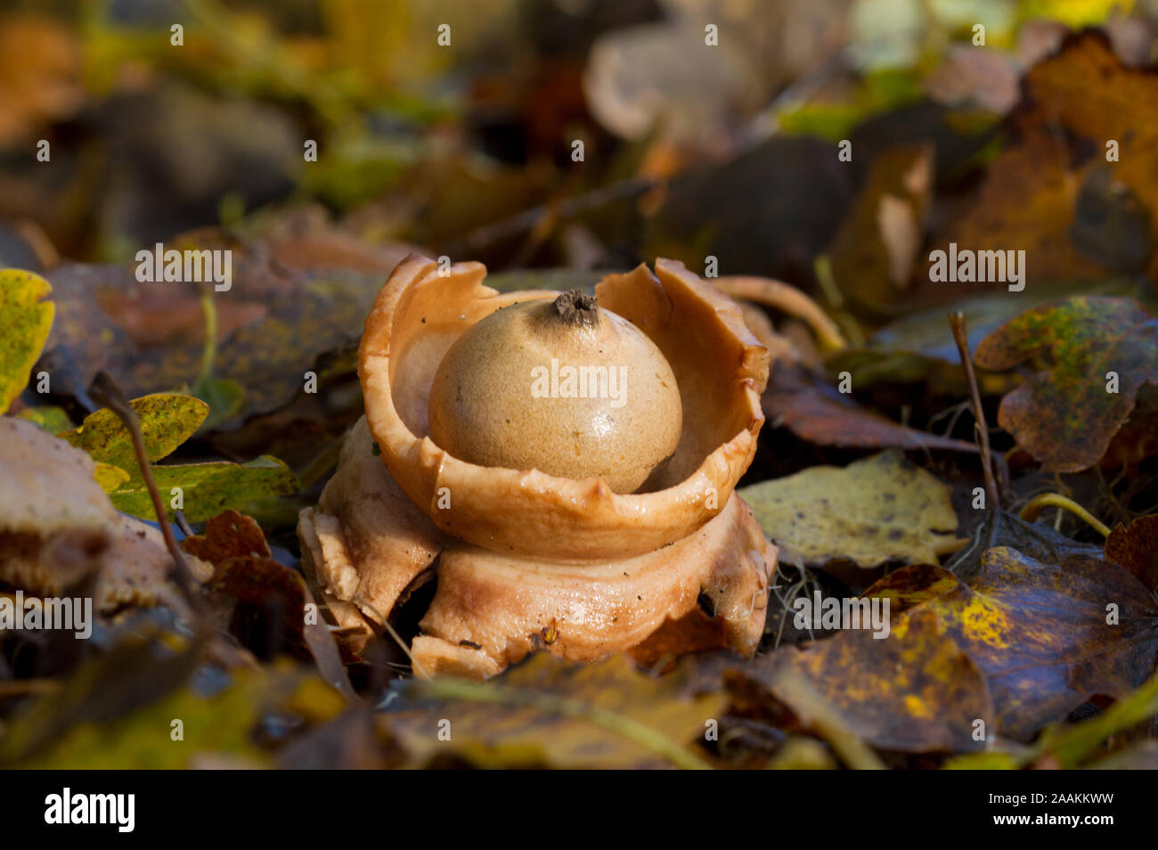 Collared earthstar, a kind of puffball, in leaf litter Stock Photo - Alamy