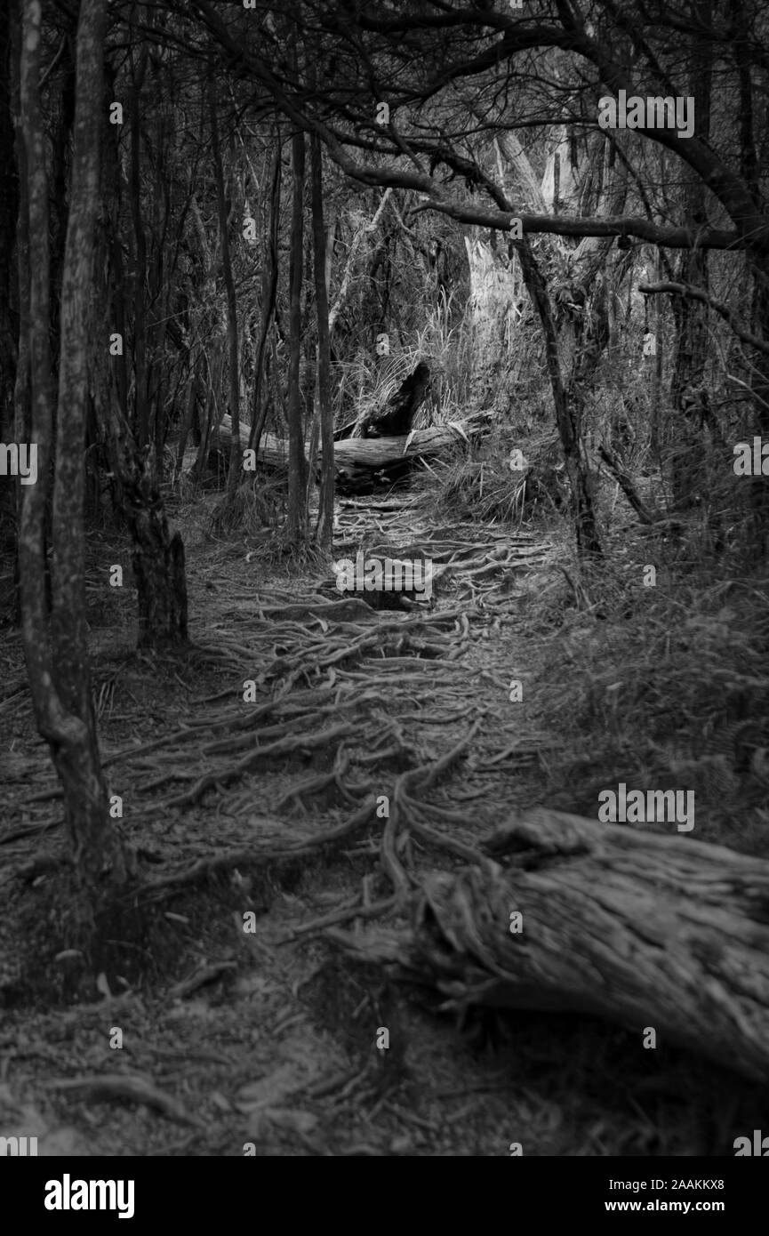 Creepy Woodland Path Stock Photo - Alamy