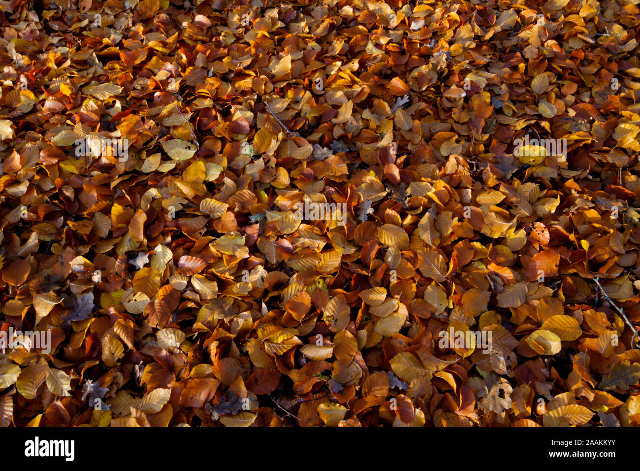 Ground covered with brown and yellow leaf litter of a Beech Stock Photo ...