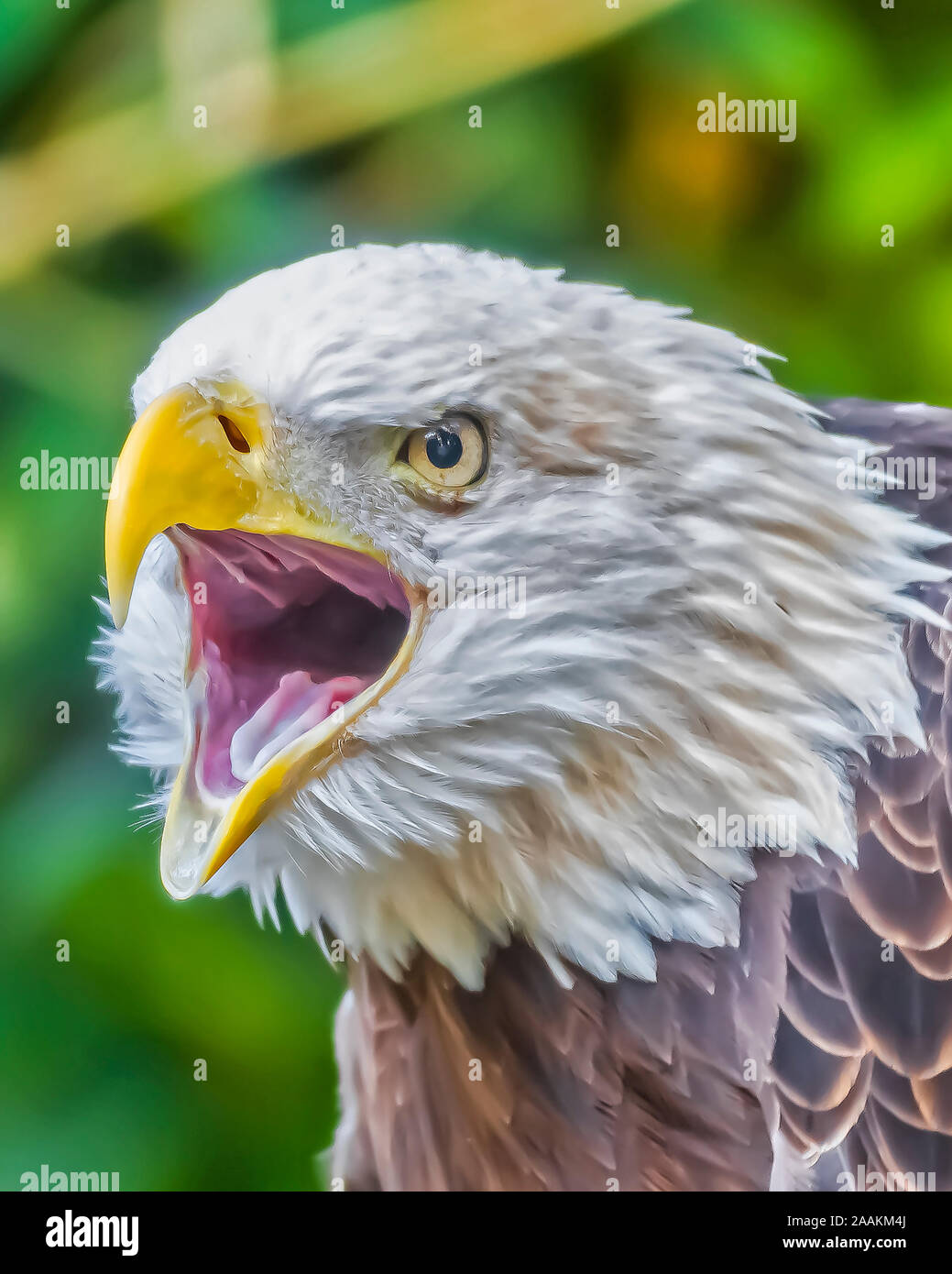 Bald eagle extreme close up hi-res stock photography and images - Alamy