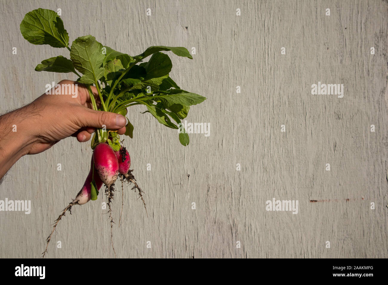 Hand Holding a Bunch of Radishes Stock Photo - Alamy