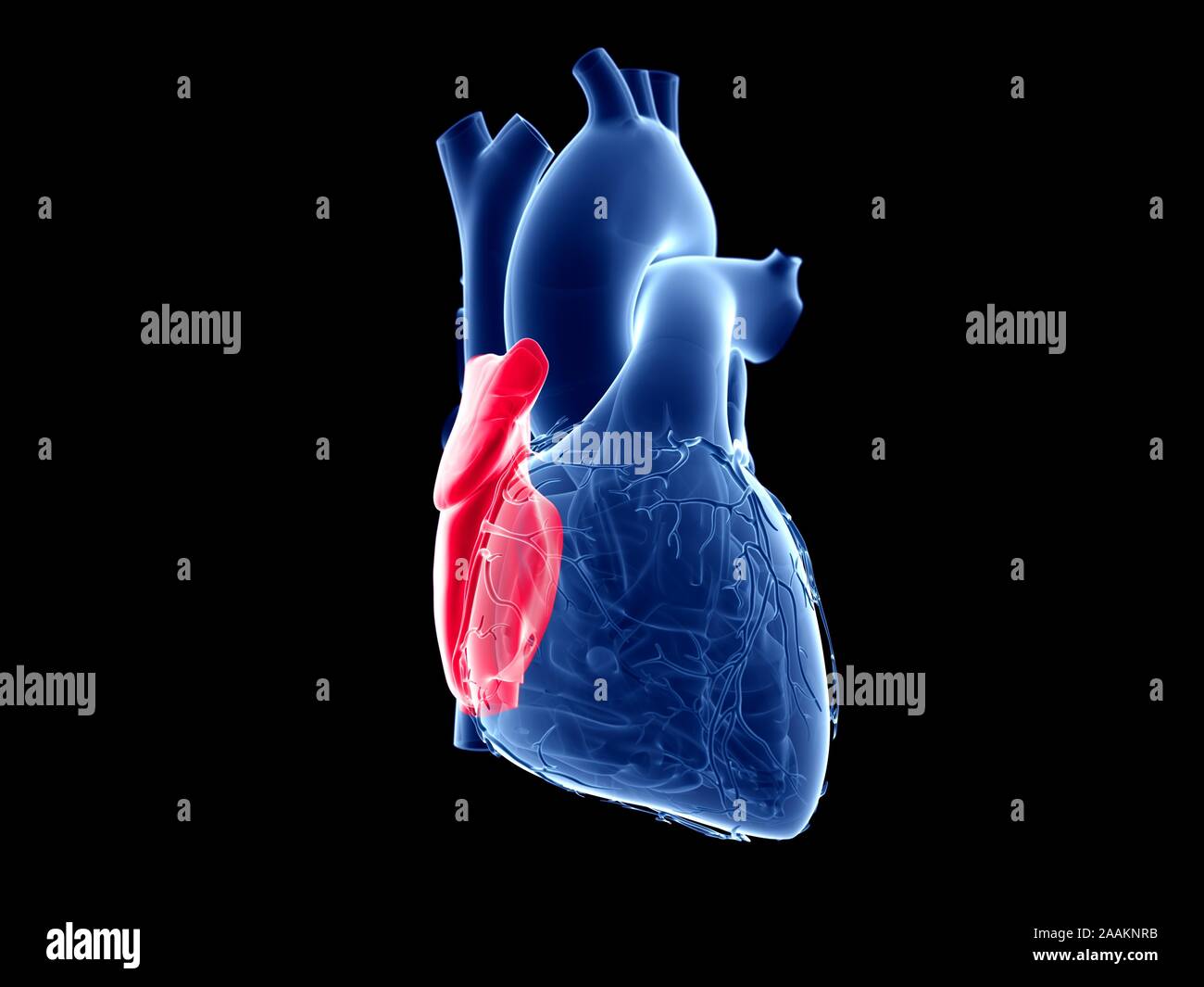 Right atrium, computer illustration Stock Photo - Alamy