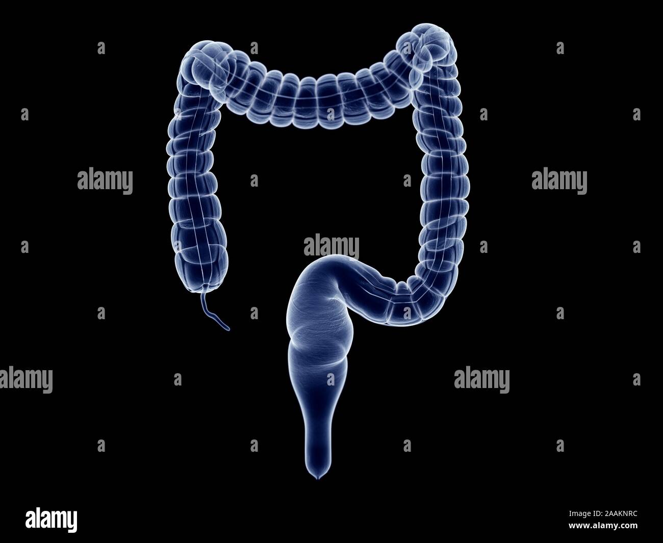 Colon, computer illustration Stock Photo - Alamy