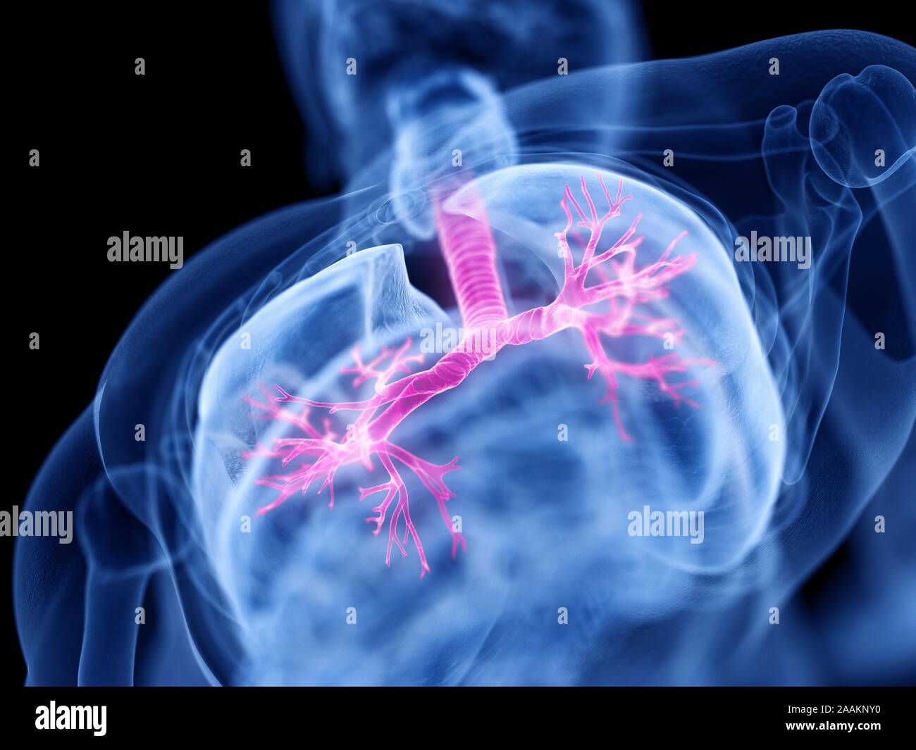 Bronchi, computer illustration Stock Photo - Alamy