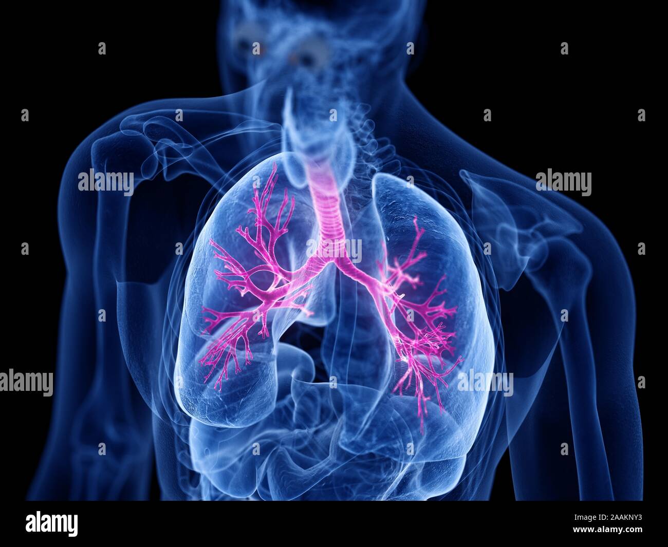 Bronchi, computer illustration Stock Photo - Alamy