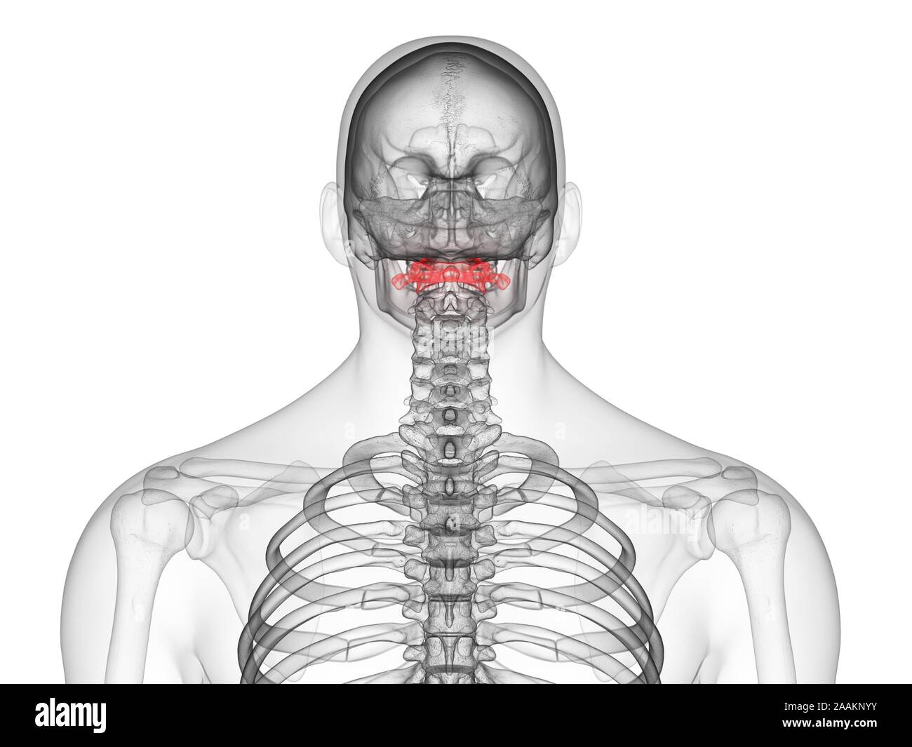 Body atlas hi-res stock photography and images - Alamy
