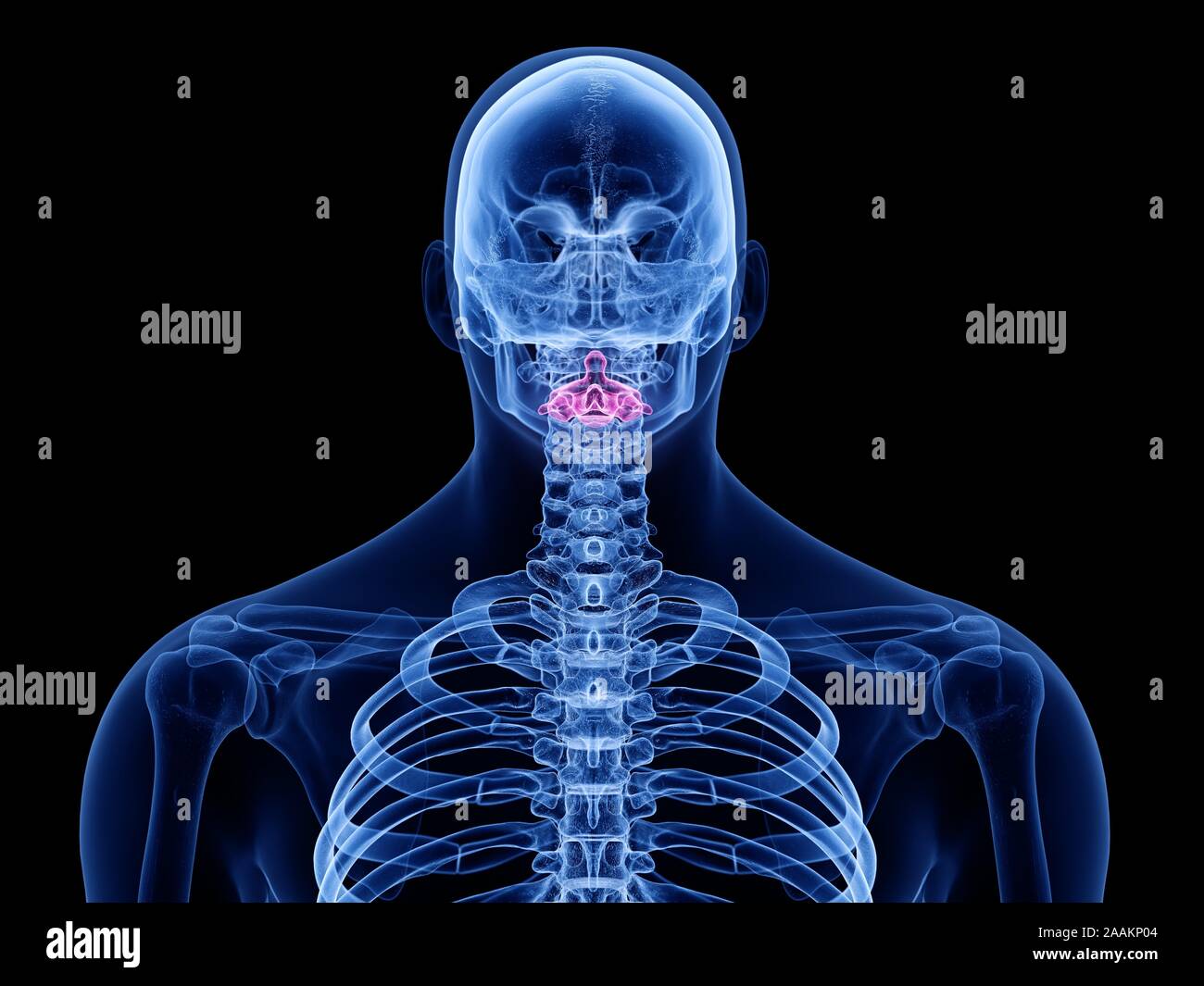 Body axis hi-res stock photography and images - Alamy