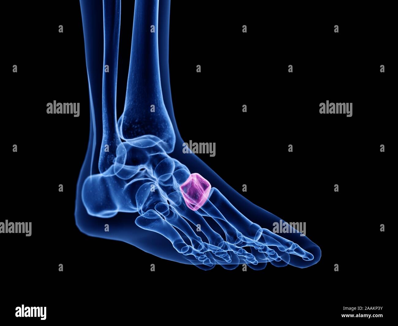 Medial cuneiform bone, computer illustration Stock Photo - Alamy