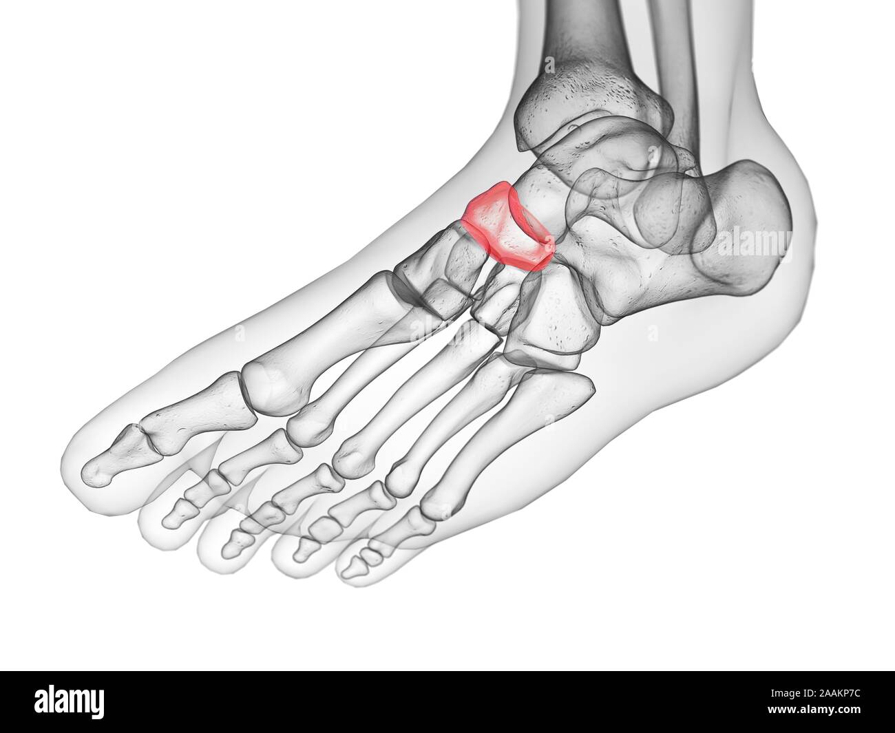 Navicular bone, computer illustration Stock Photo - Alamy