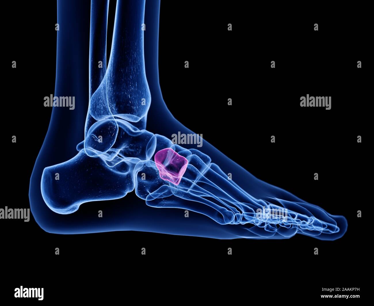 Lateral cuneiform bone, computer illustration Stock Photo - Alamy