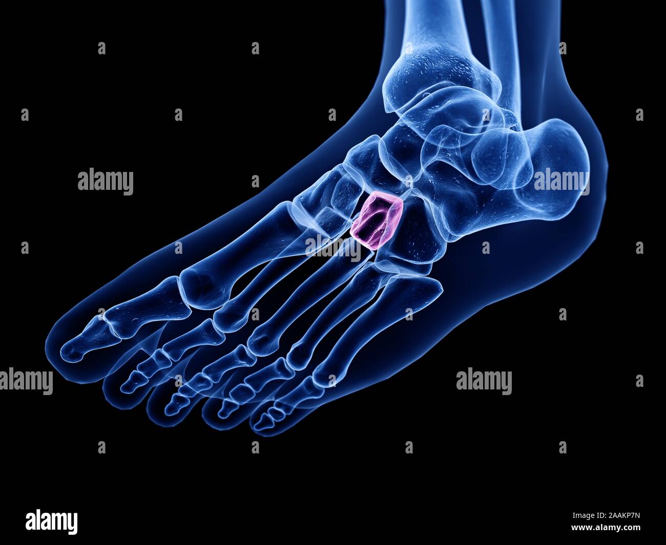 Lateral cuneiform bone, computer illustration Stock Photo - Alamy