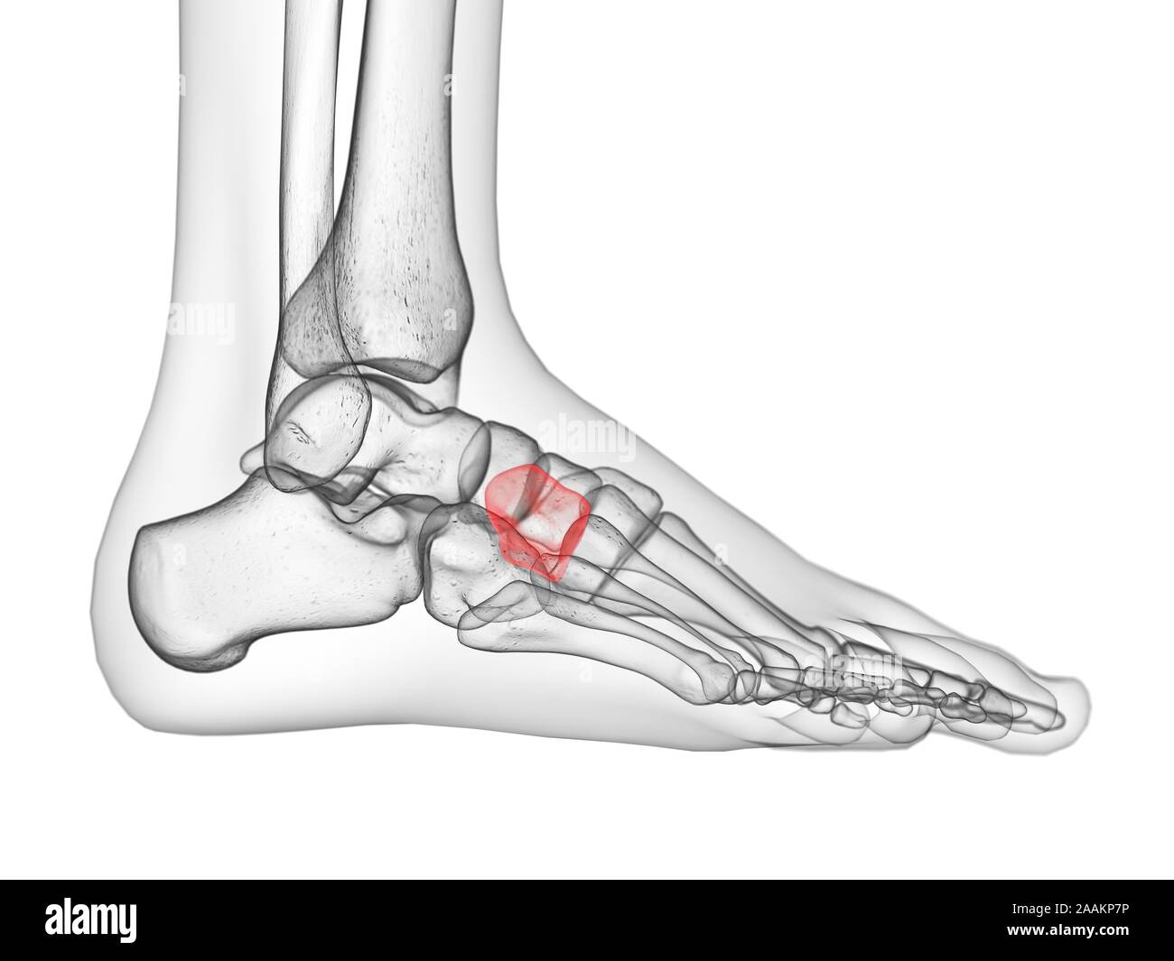 Lateral Cuneiform Bone