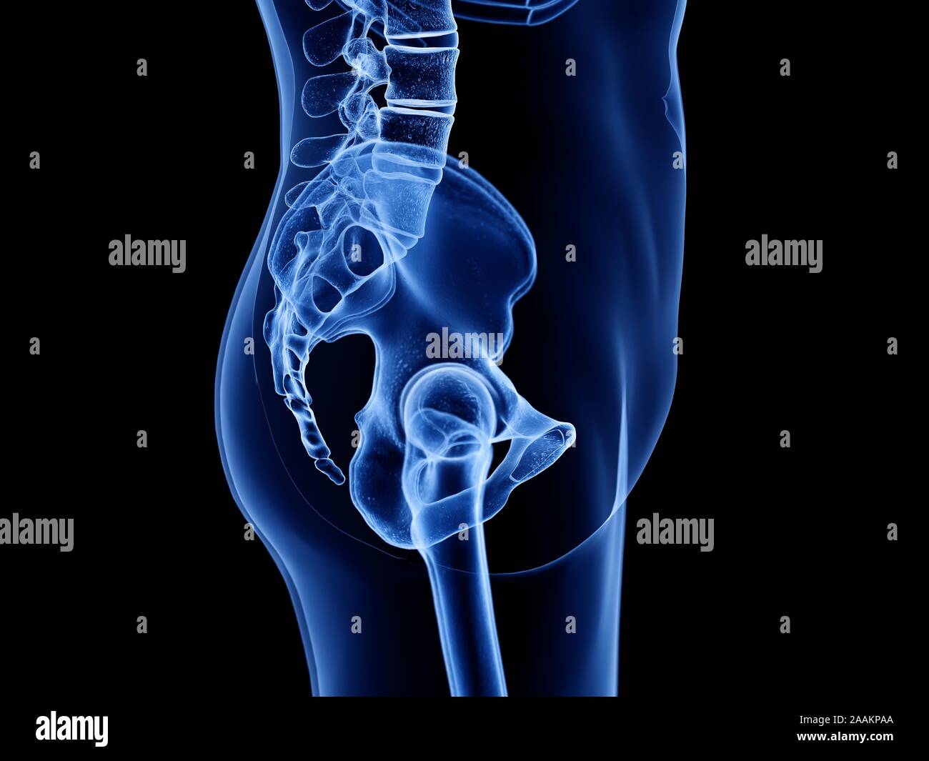 Hip joint, computer illustration Stock Photo - Alamy