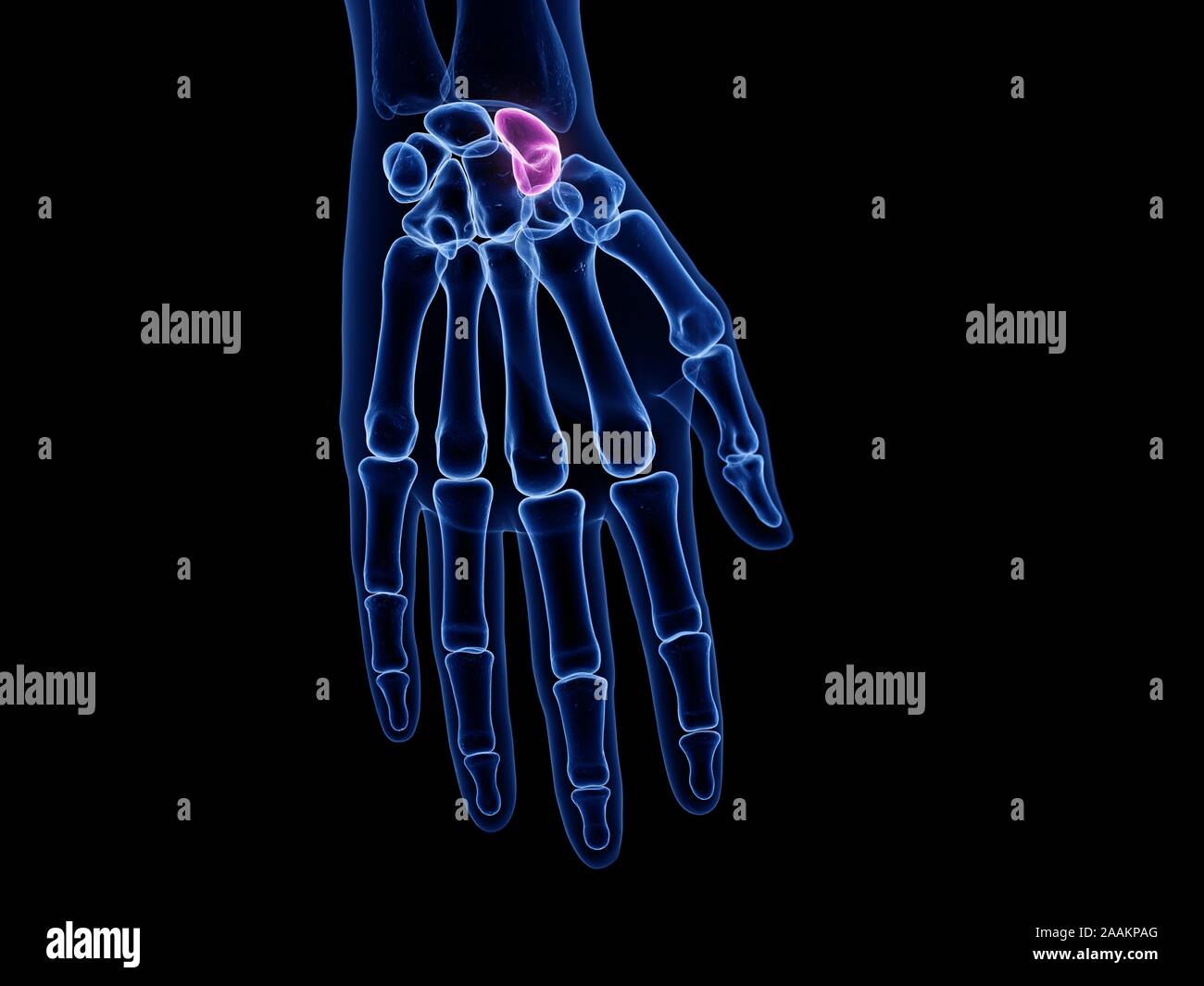 Scaphoid bone hi-res stock photography and images - Alamy