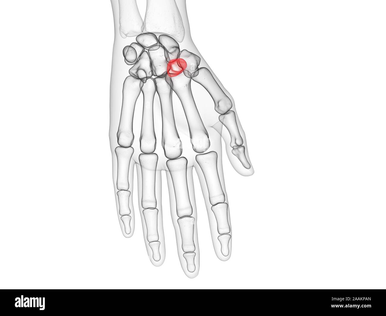 Trapezoid bone, computer illustration Stock Photo - Alamy