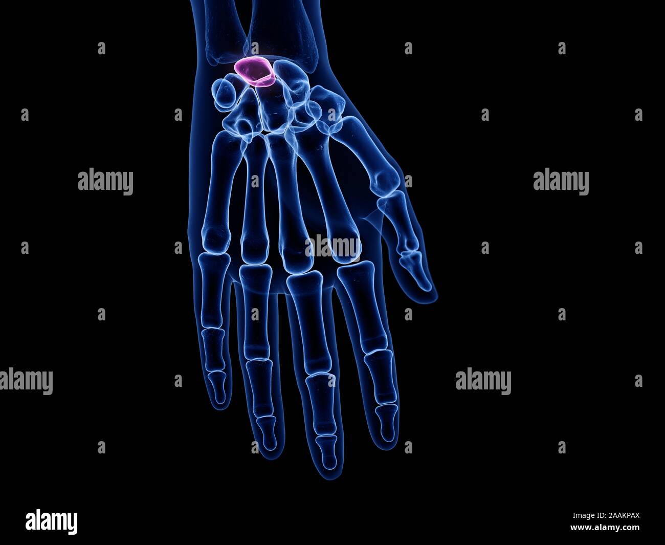 Lunate bone, computer illustration Stock Photo - Alamy