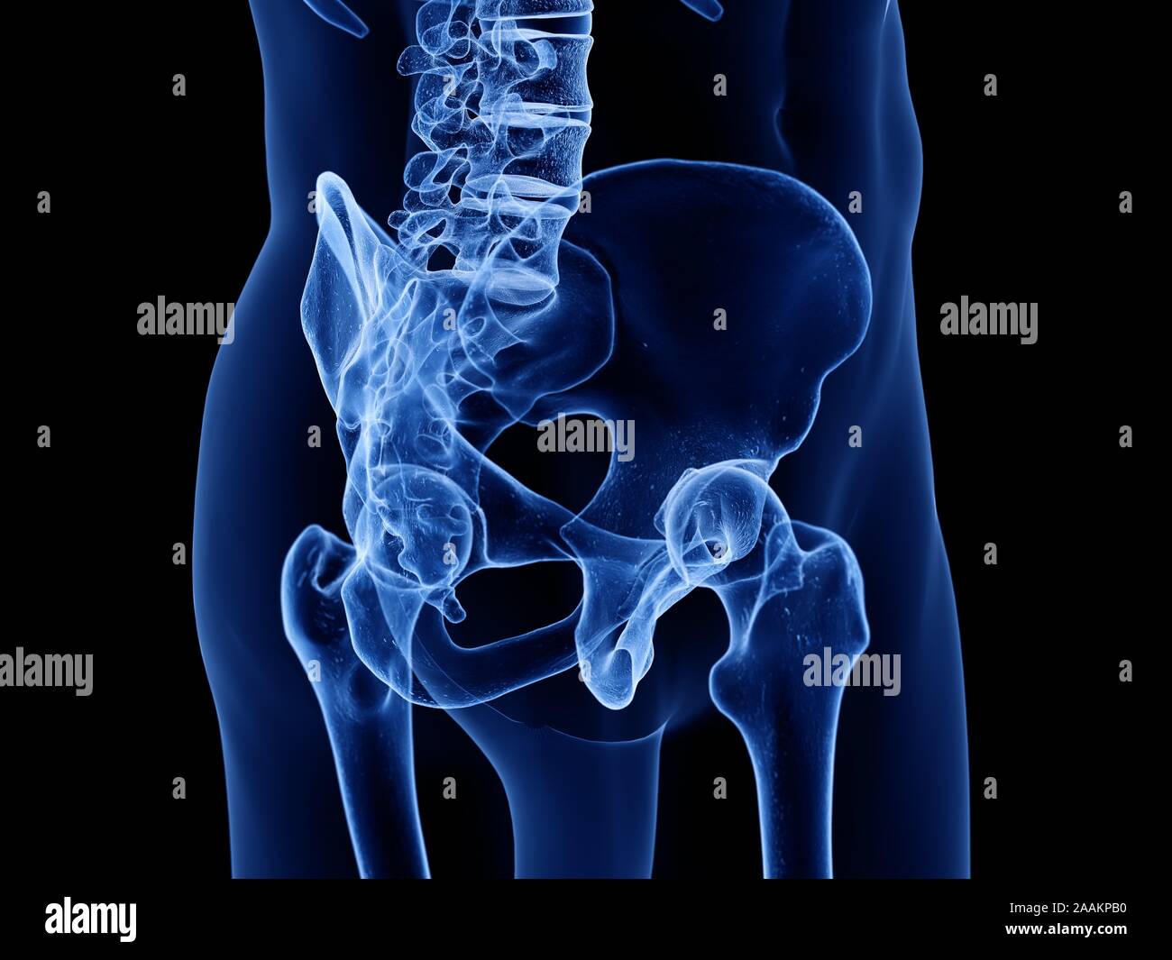 Hip joint, computer illustration Stock Photo - Alamy