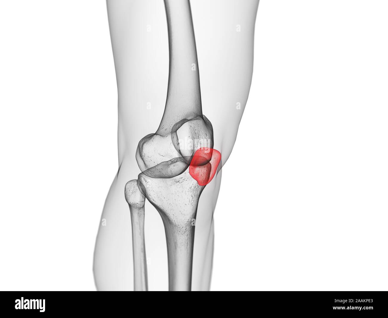 Patella bone, computer illustration Stock Photo - Alamy