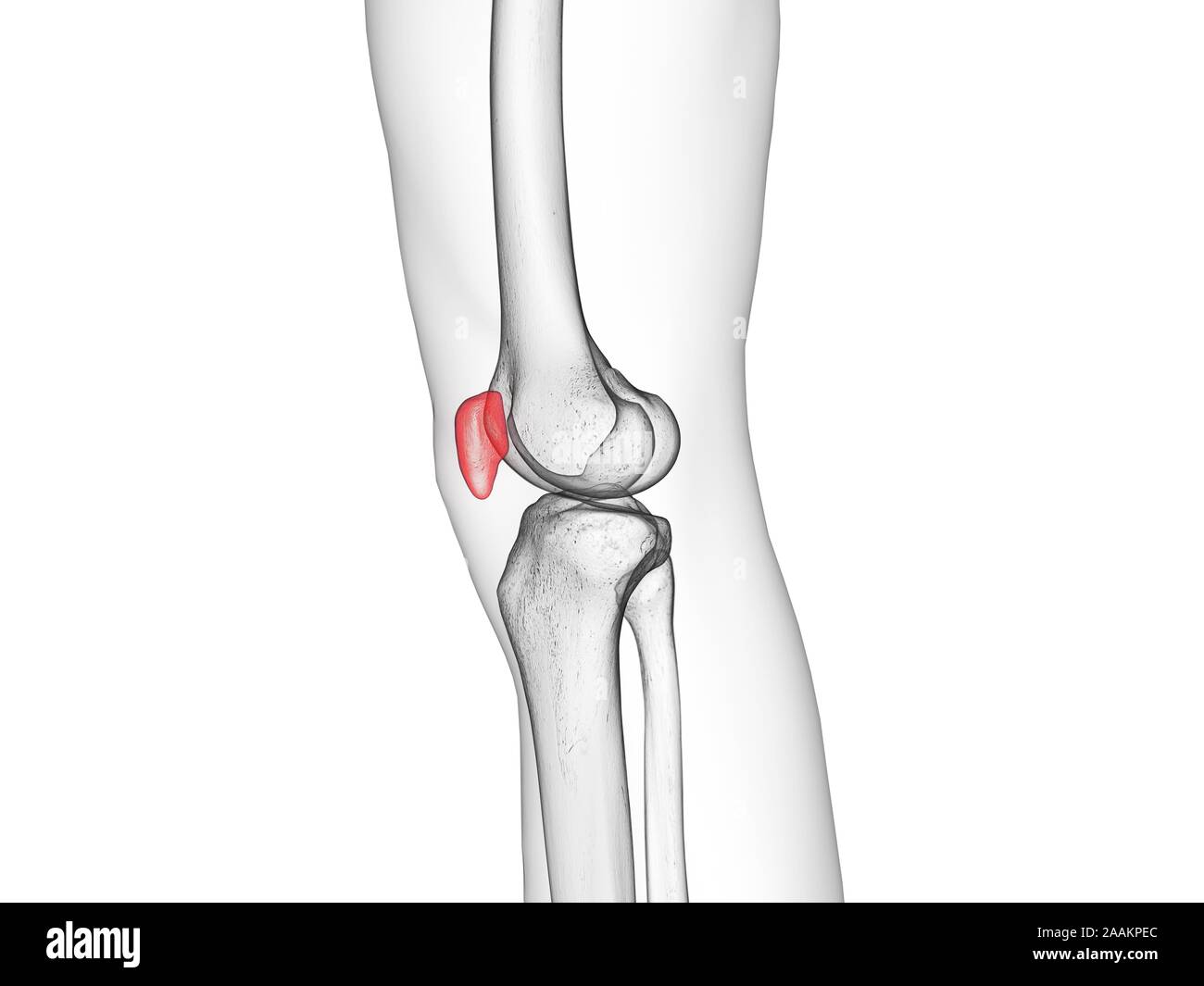 Patella bone, computer illustration Stock Photo - Alamy