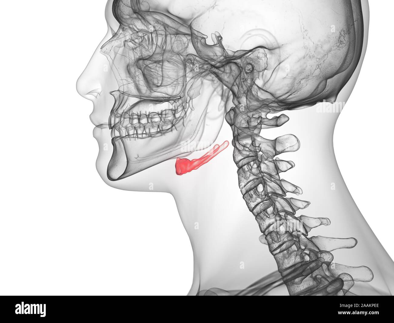 Hyoid bone, computer illustration Stock Photo - Alamy
